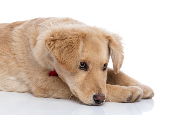 Puppy Health Checklist - 12 Months of Age - VitaPet