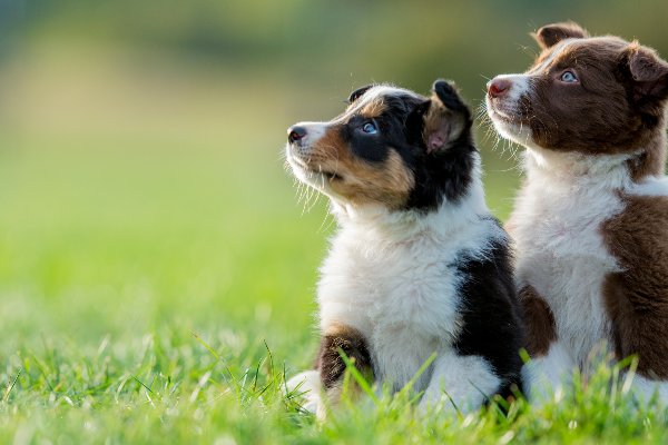 Puppy Health Checklist - 12 Weeks of Age - VitaPet