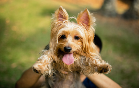 Understanding Your Dogs Personality Type - VitaPet